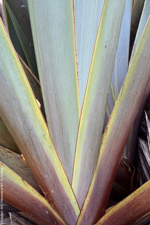 Harakeke Flax Heart - Knowledge Base