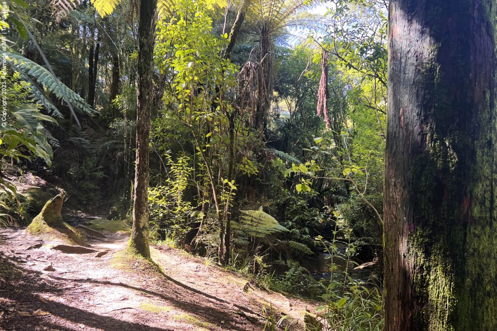 New Zealand Native Bush 2 - Knowledge Base