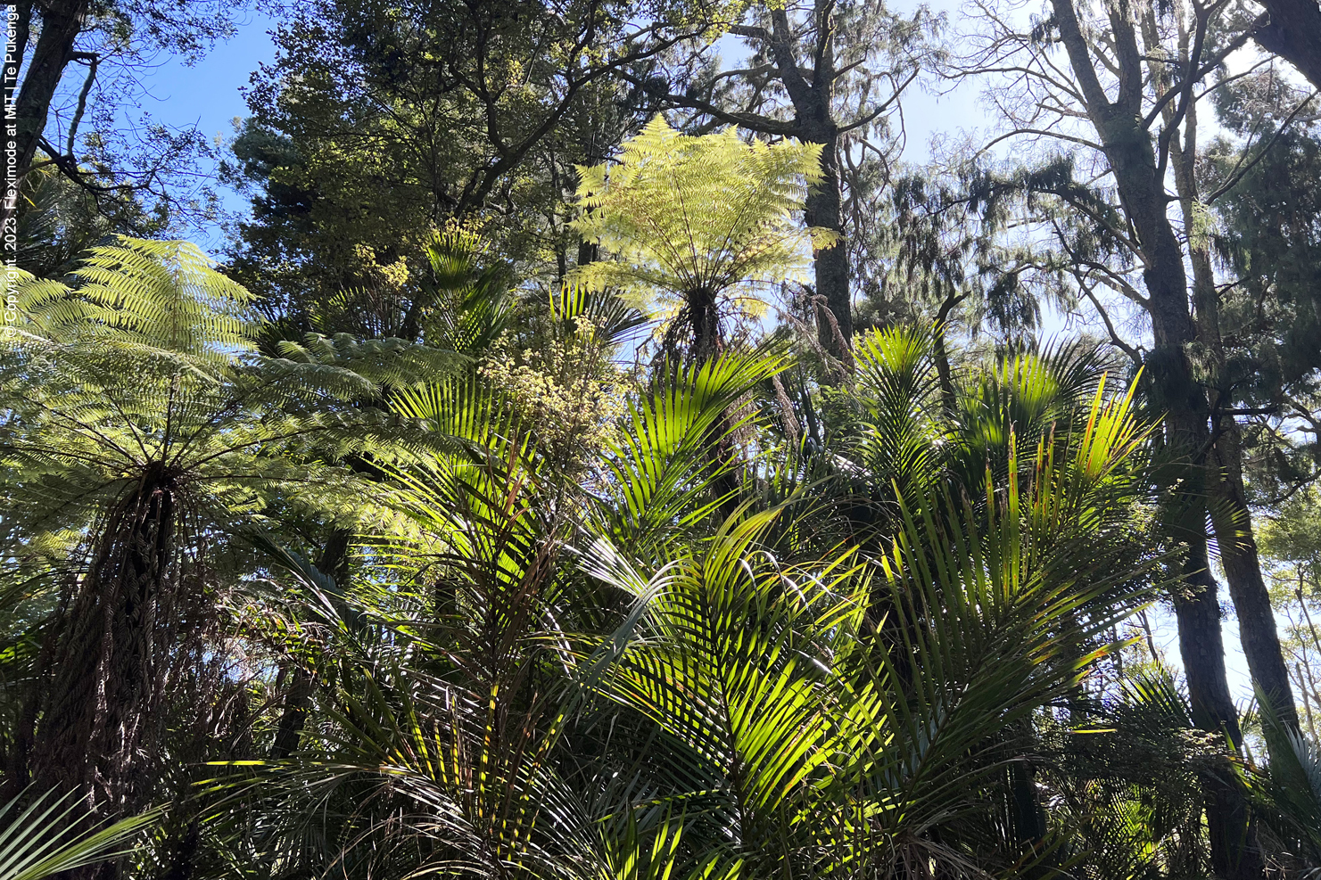 New Zealand Native Bush 1 - Knowledge Base