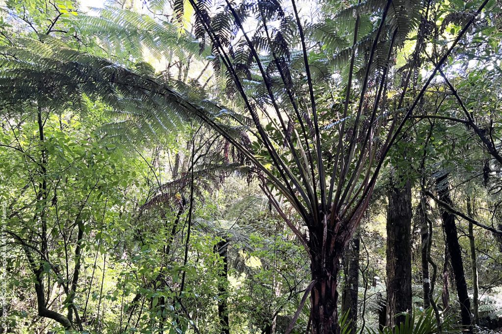 Ponga Tree - Knowledge Base