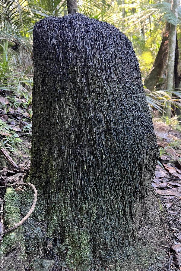 Ponga Tree Stump - Knowledge Base