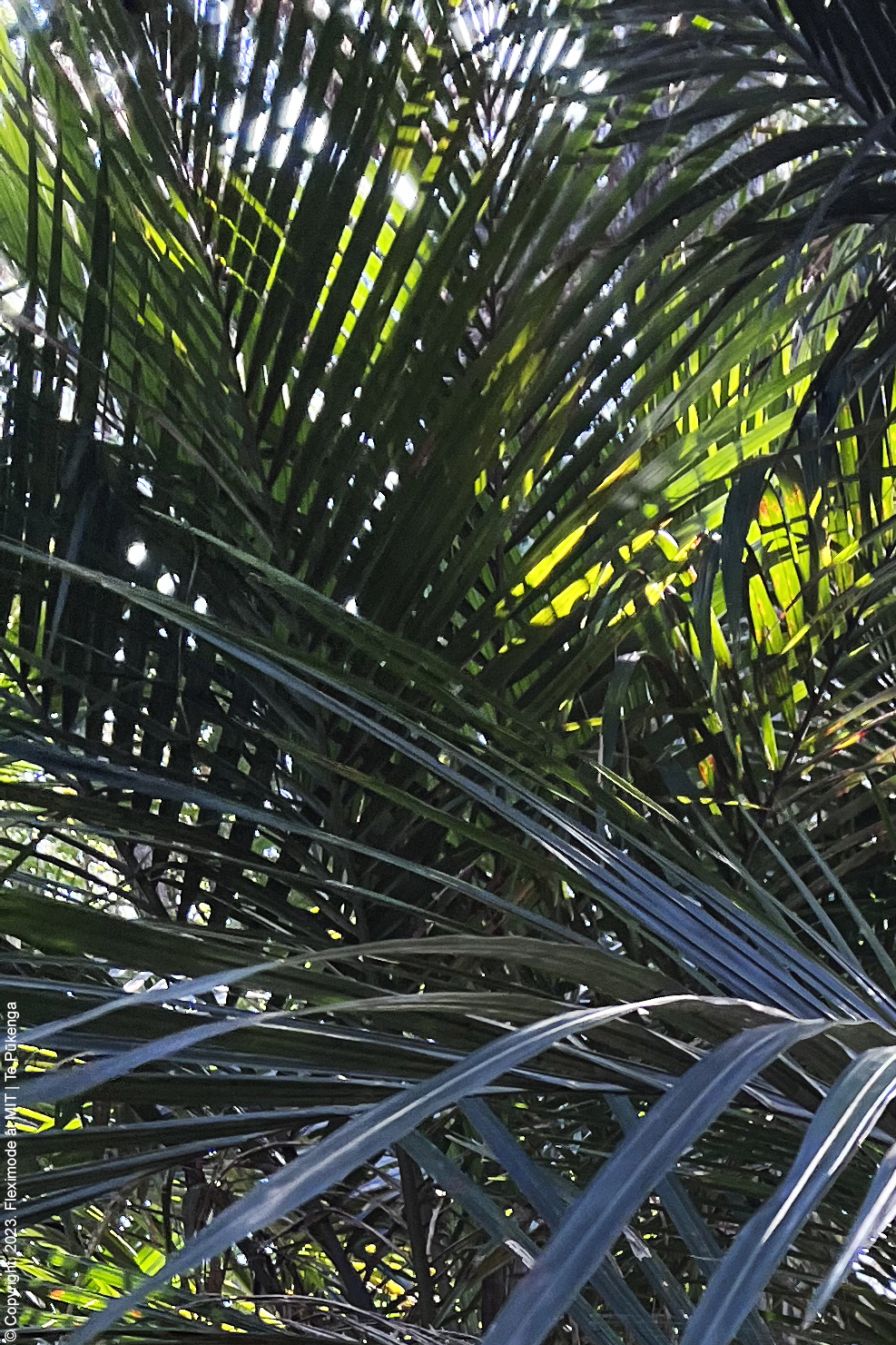 Tī Kōuka - Cabbage Tree 2 - Knowledge Base