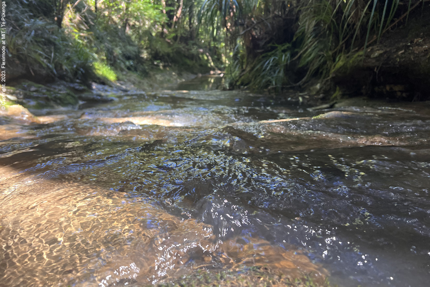 Wai Stream - Close Up - Knowledge Base