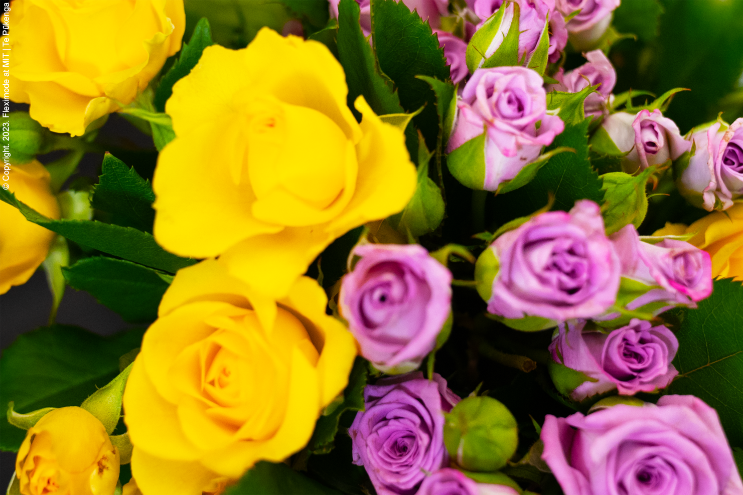 Yellow & Pink Roses - Knowledge Base