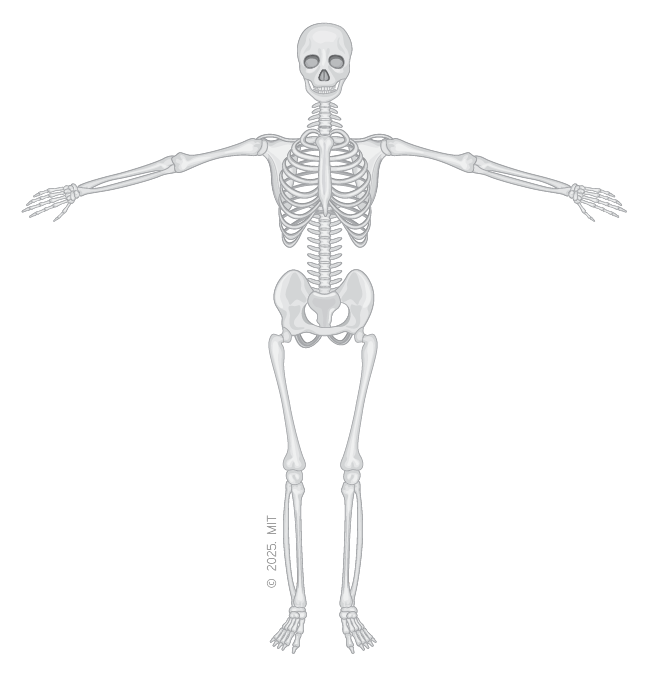 Skeleton: Vitruvian - Knowledge Base