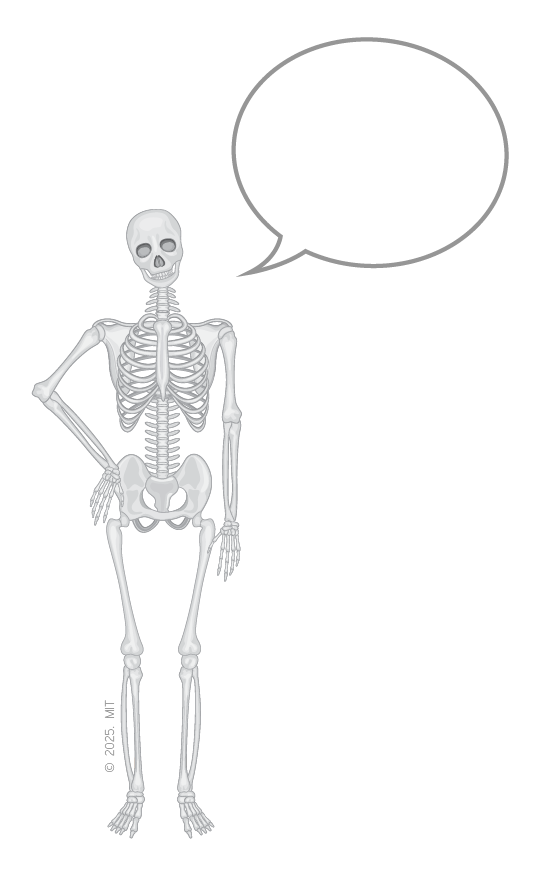 Skeleton: Speech Bubble - Knowledge Base