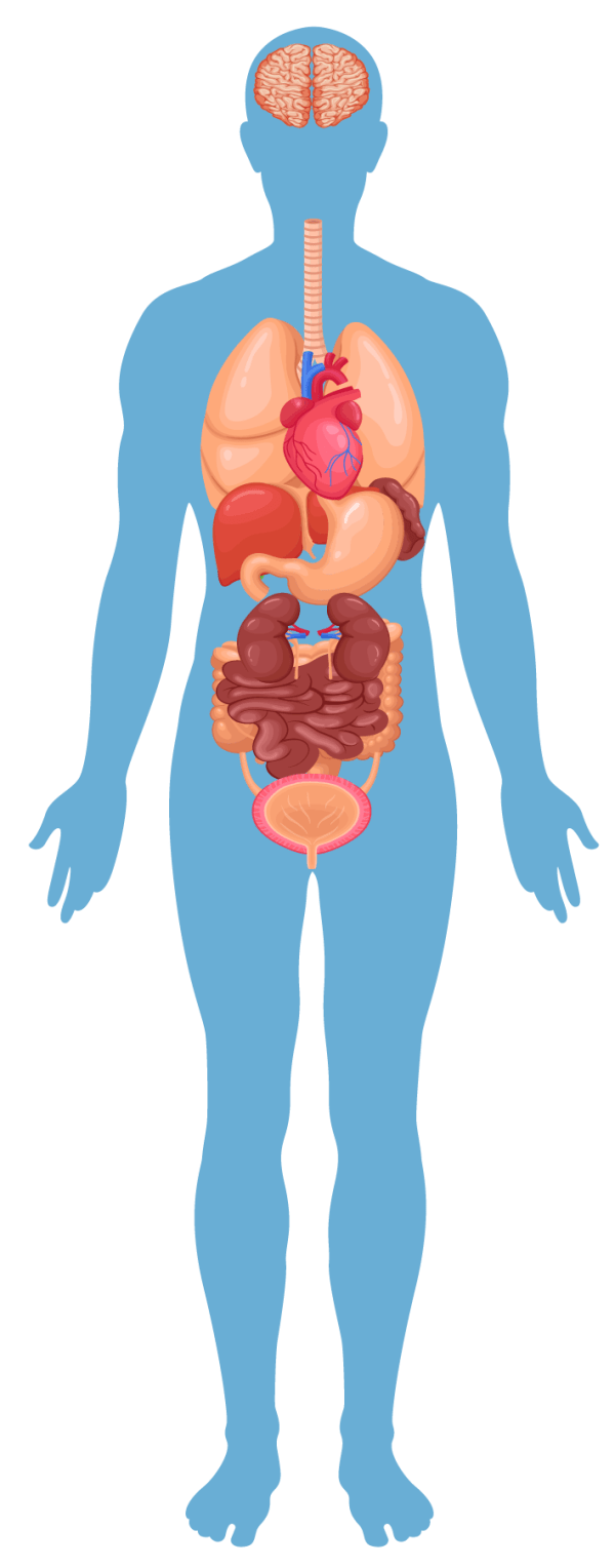 Organ Set - Knowledge Base