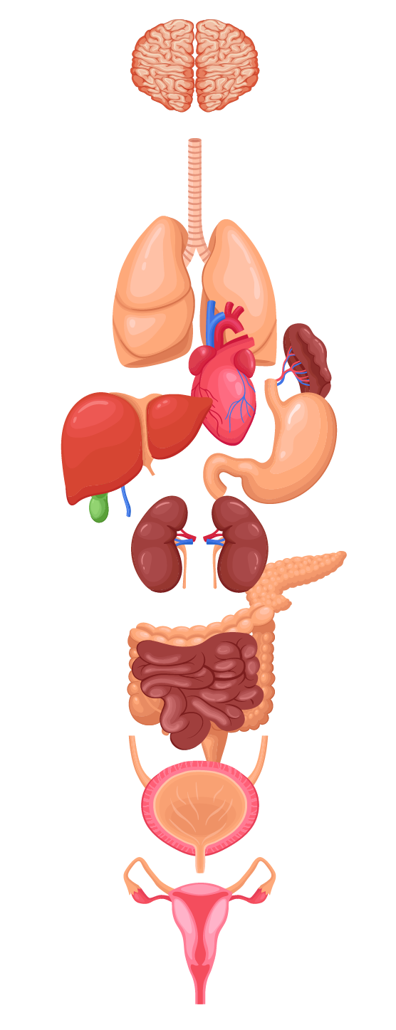 Organ Set: Female Extended - Knowledge Base