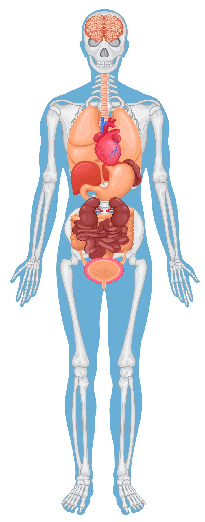 Skeleton & Organ Set - Knowledge Base