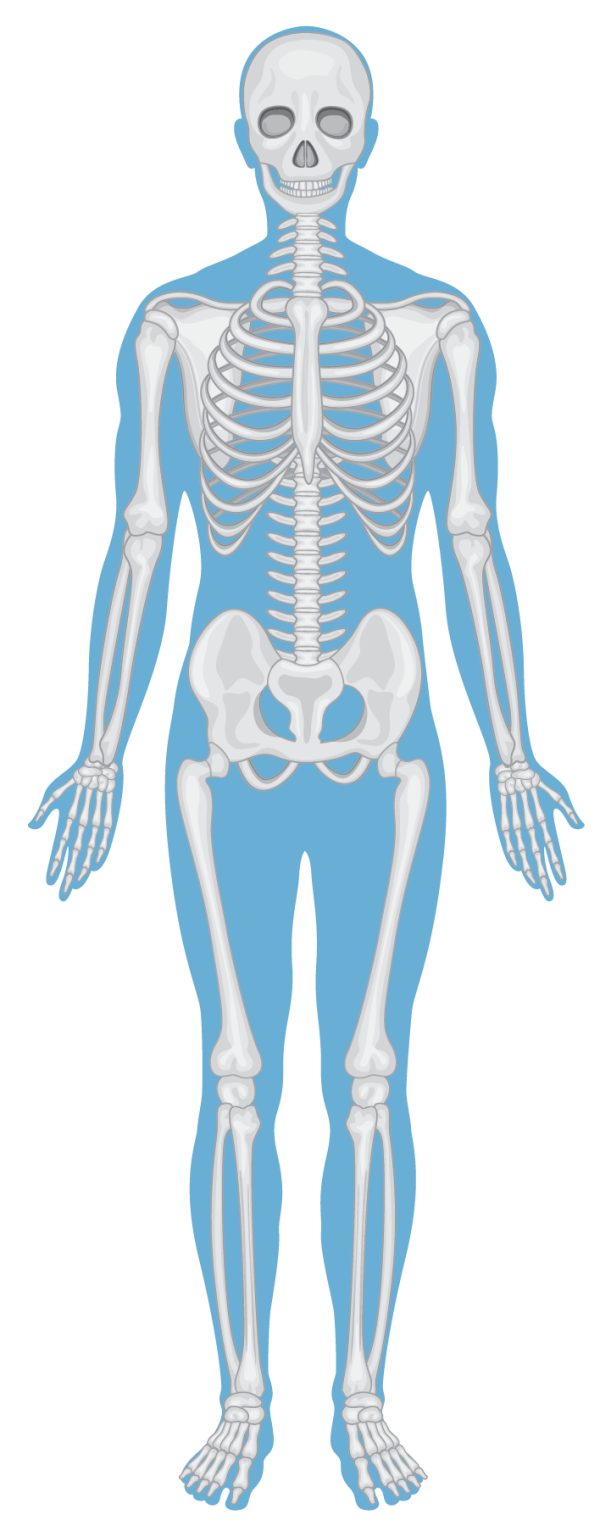 Skeleton Set - Knowledge Base